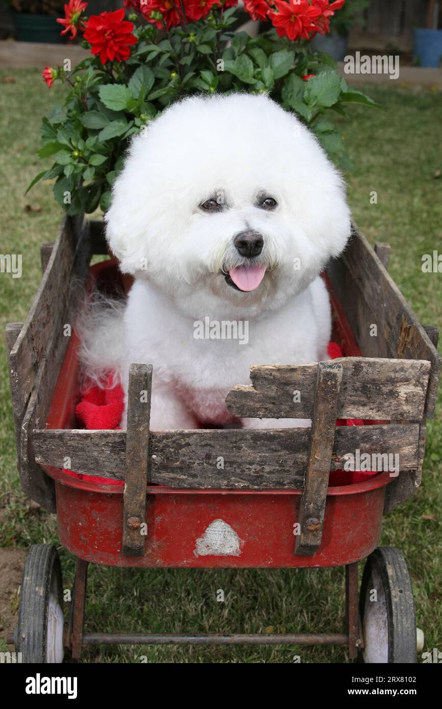 Bichon Frise sitting in a red wagon with old wood side rails. Flowers ...