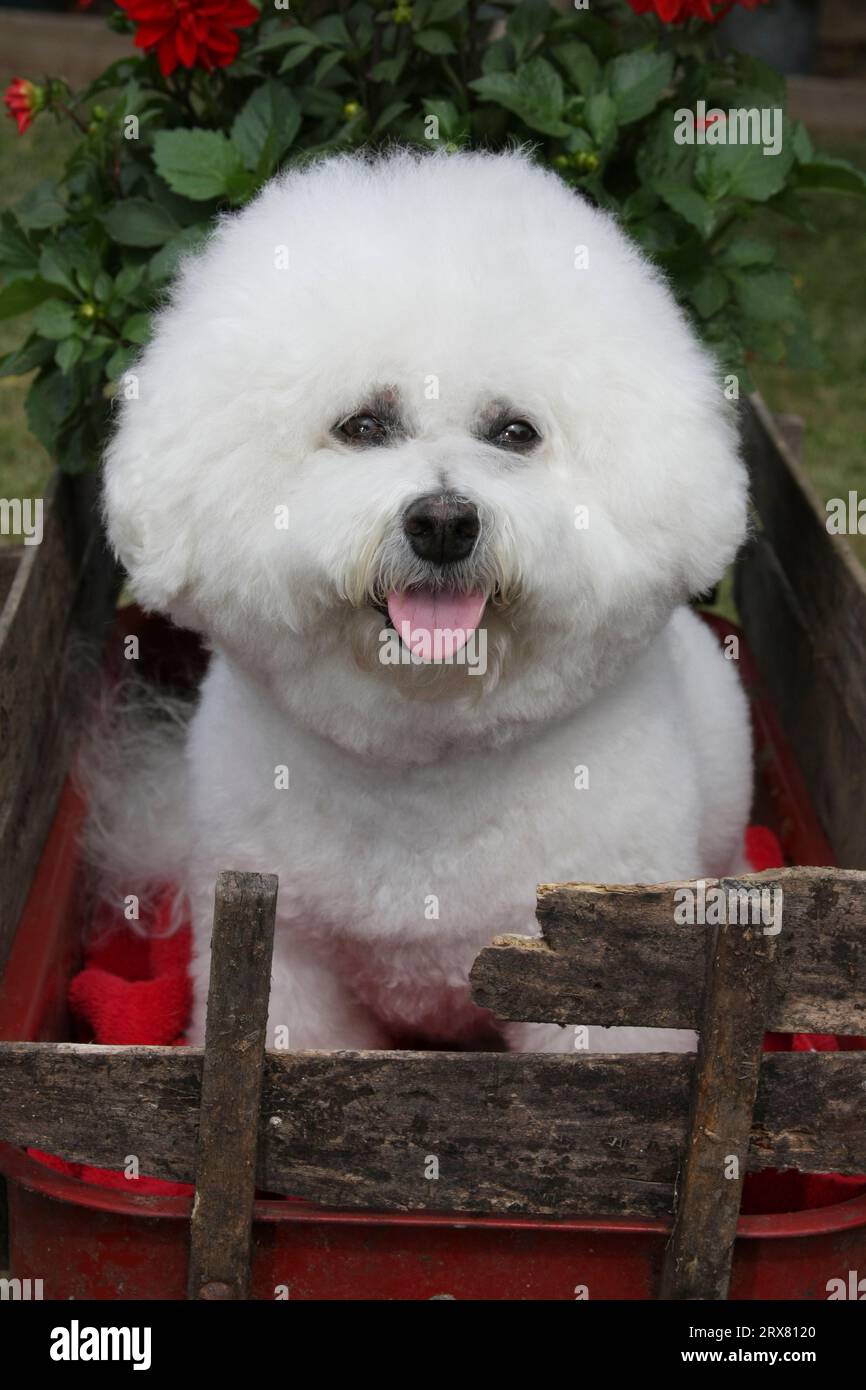 Bichon Frise sitting in a red wagon with old wood side rails. Flowers ...