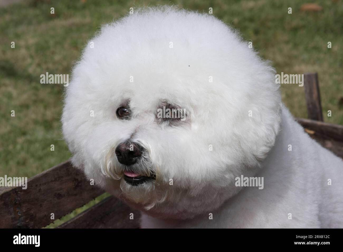 Bichon Frise sitting in a red wagon with old wood side rails Stock ...
