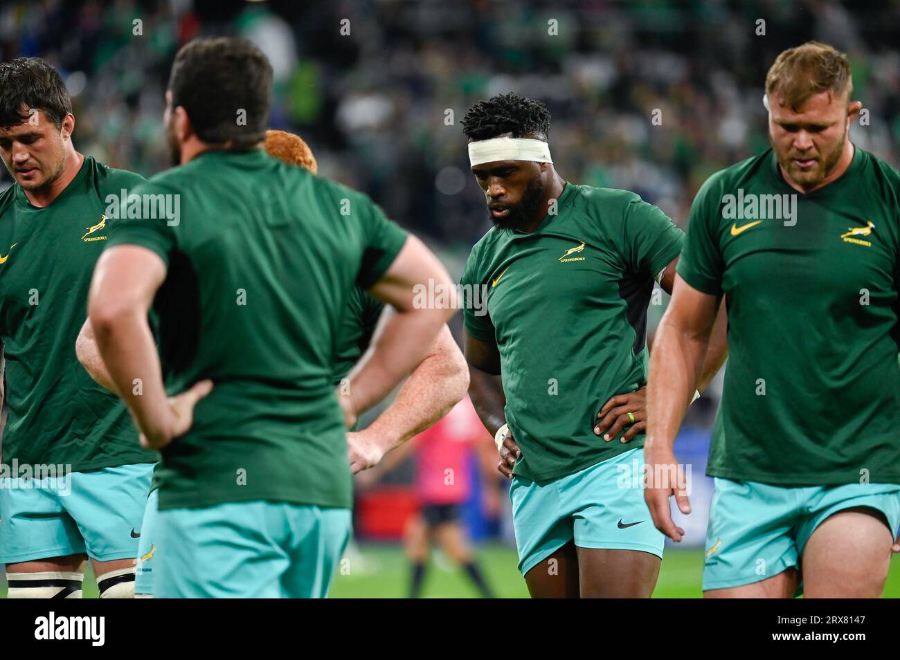 Springboks rugby team 2023 hi-res stock photography and images - Alamy