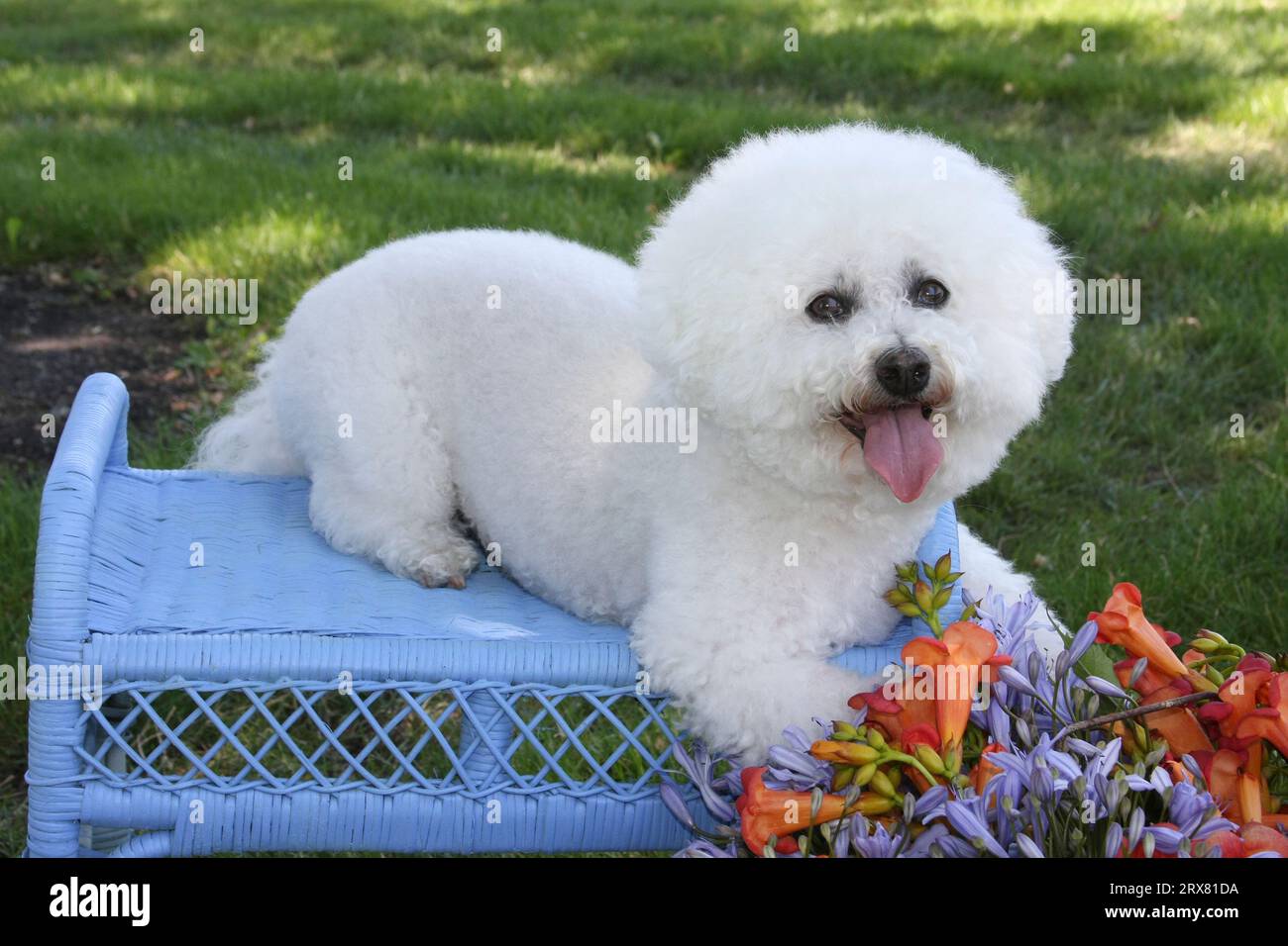 Bichon Frise laying on bench with a bouquet of flowers in front Stock ...