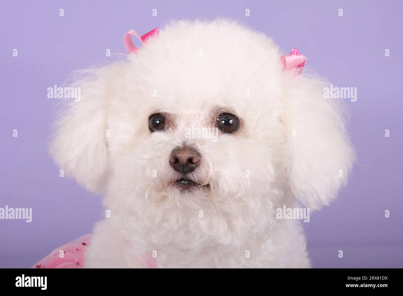 Bichon Frise close up against lavender colored background Stock Photo ...