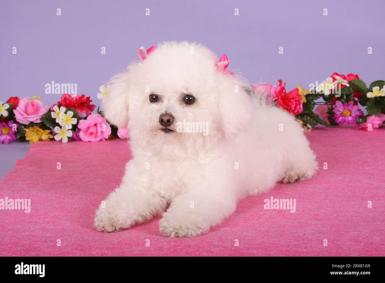 Pink ribbons dog flowers hi-res stock photography and images - Alamy