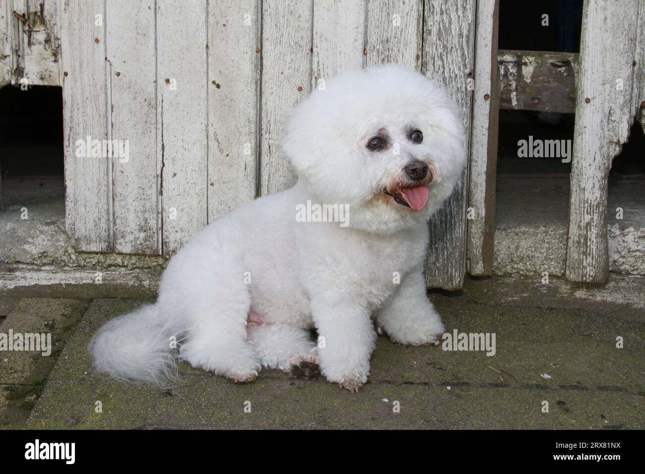 Bichon Frise sitting in front of old barn Stock Photo - Alamy