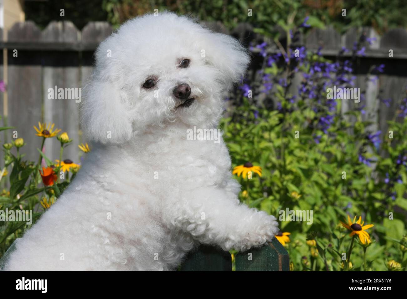 Puff chair hi-res stock photography and images - Alamy