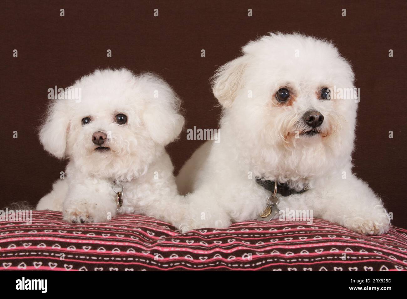 2 Bichon Frises laying across a pillow Stock Photo - Alamy