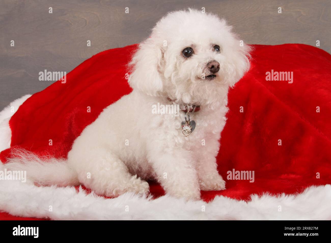 Bichon Frise sitting on red fleece with white background. Holiday theme ...