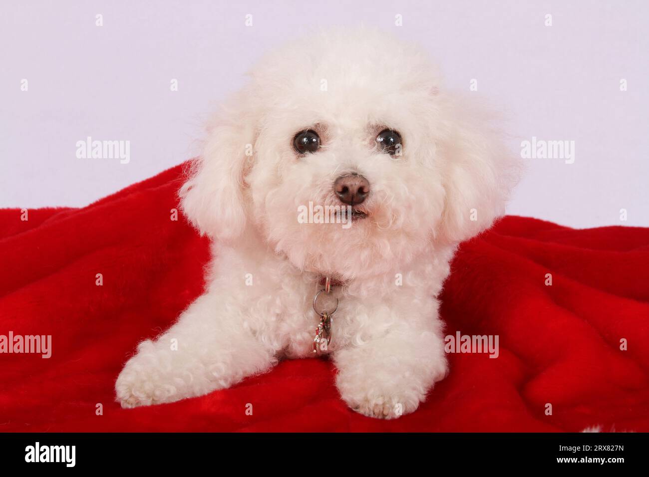 Bichon Frise laying on red fleece with white background. Holiday theme ...