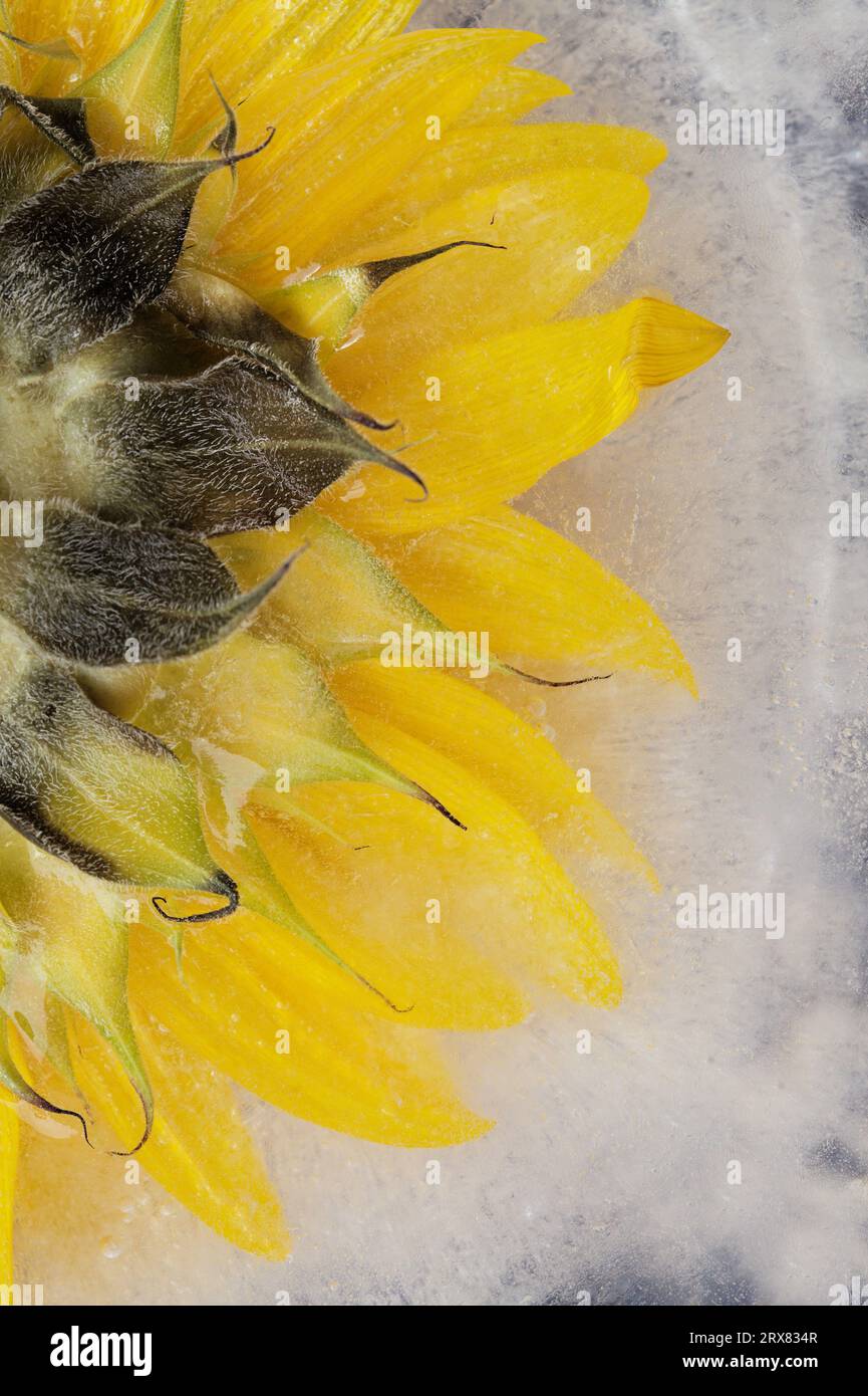 Ice sunflower hi-res stock photography and images - Alamy