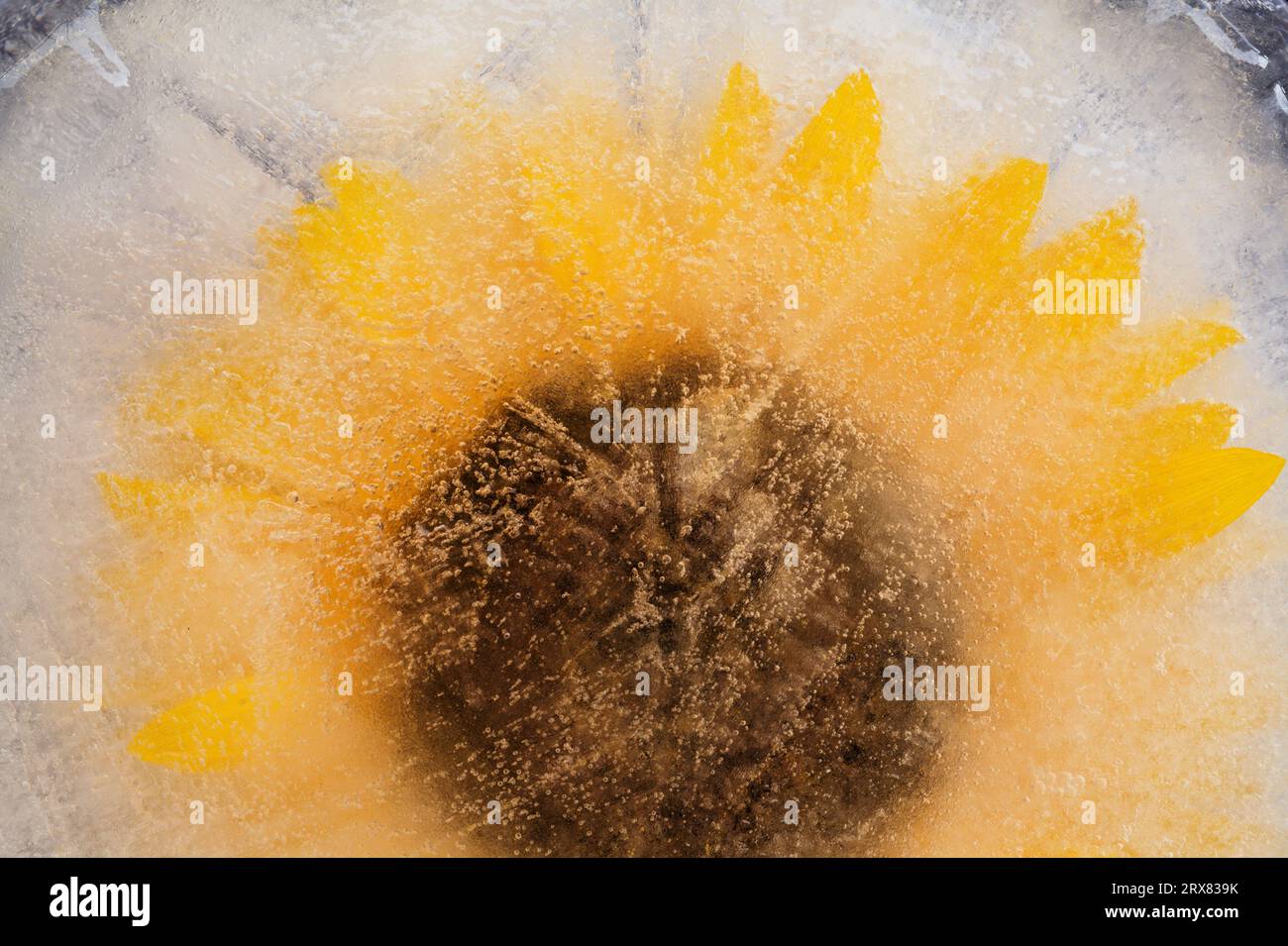Ice sunflower hi-res stock photography and images - Alamy
