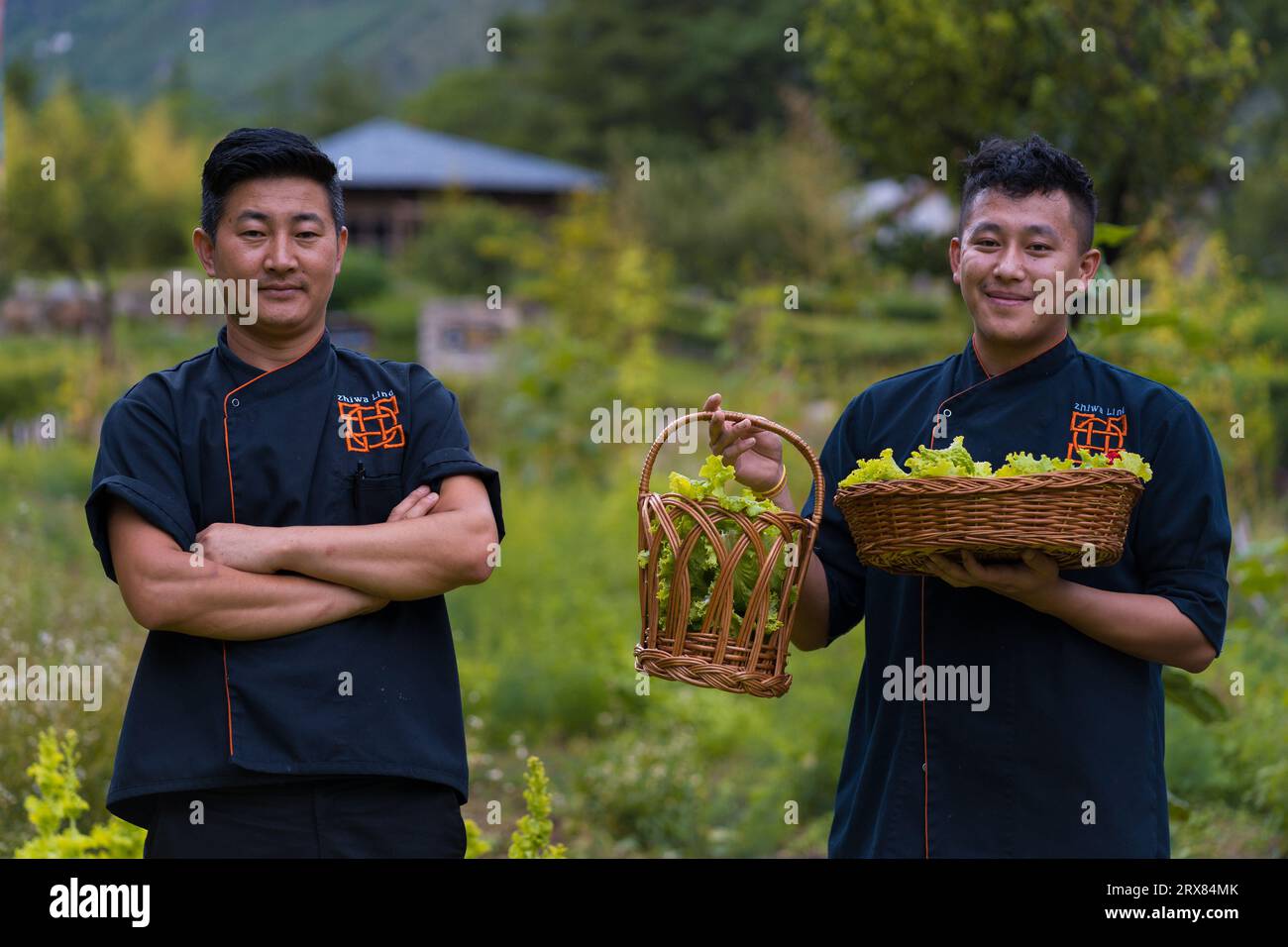 Chef collecting lettuce from the garden Stock Photo - Alamy