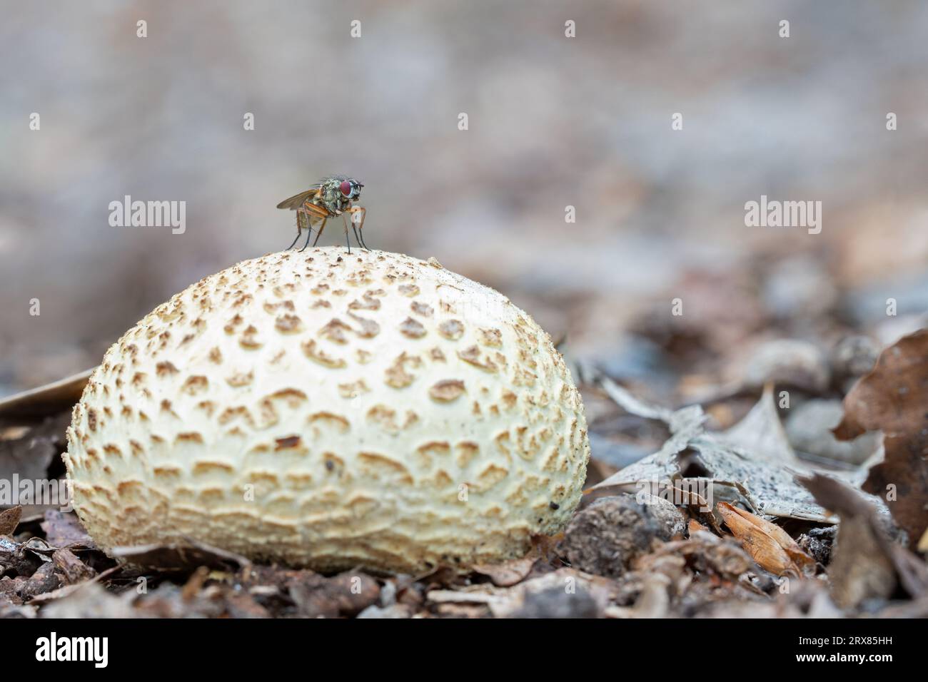 Insect on puffball mushroom hi-res stock photography and images - Alamy