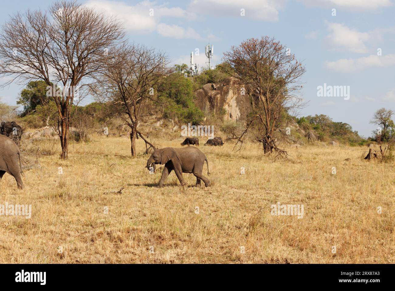 Serengeti National Park, Kenya. September 14, 2023. Elephants graze on ...