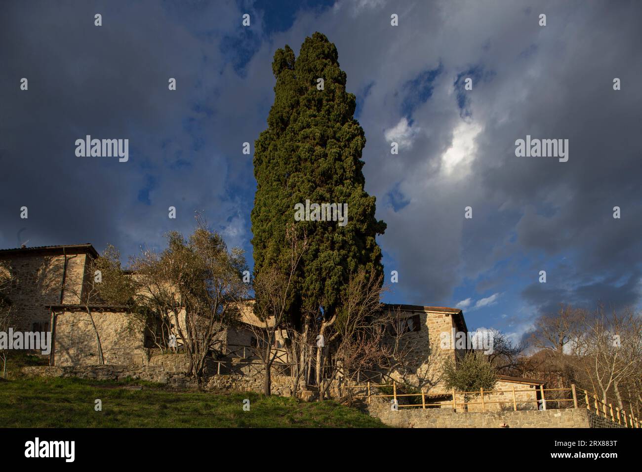 A remarkable 700-year-old tree, a mediterranean cypress (Cupressus ...