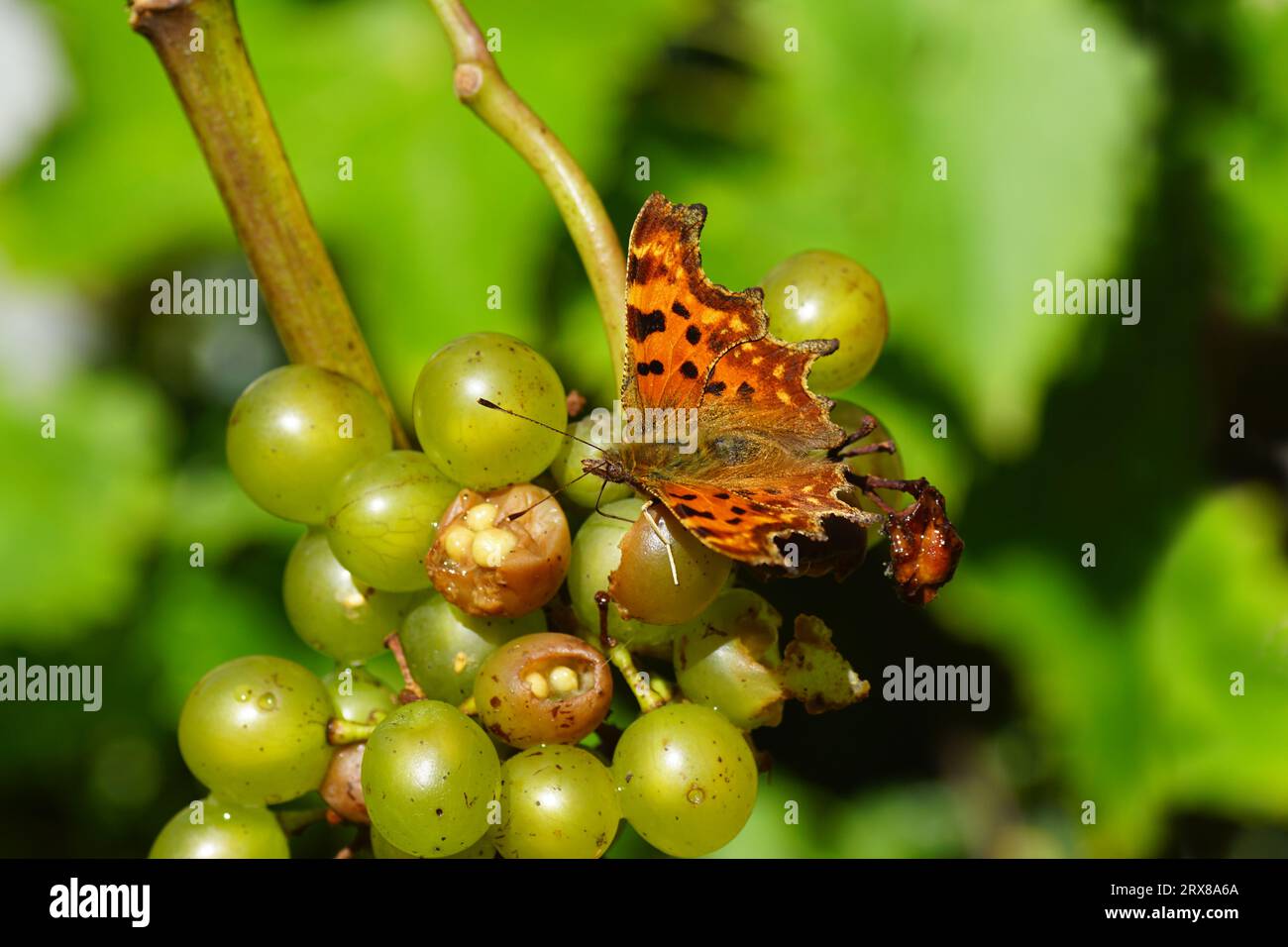 Close up butterfly Comma (Polygonia c album), family Nymphalidae ...