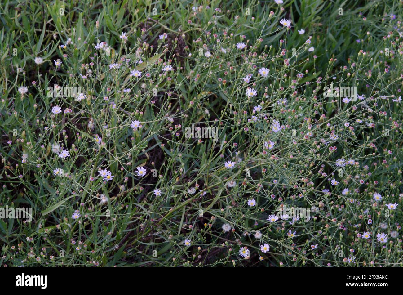 Eastern Annual Saltmarsh Aster, Symphyotrichum subulatum Stock Photo ...