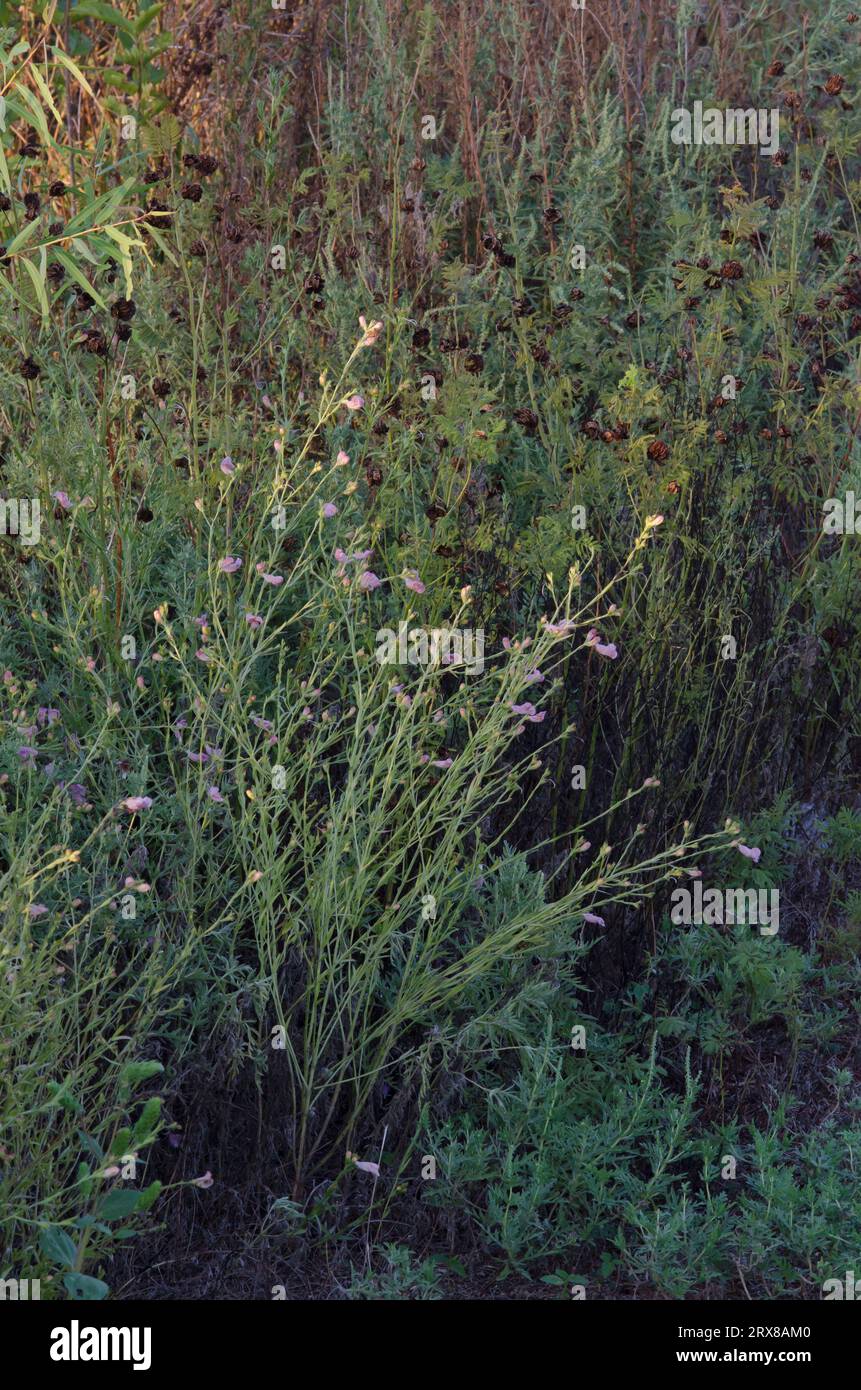 Prairie False Foxglove, Agalinis heterophylla Stock Photo - Alamy