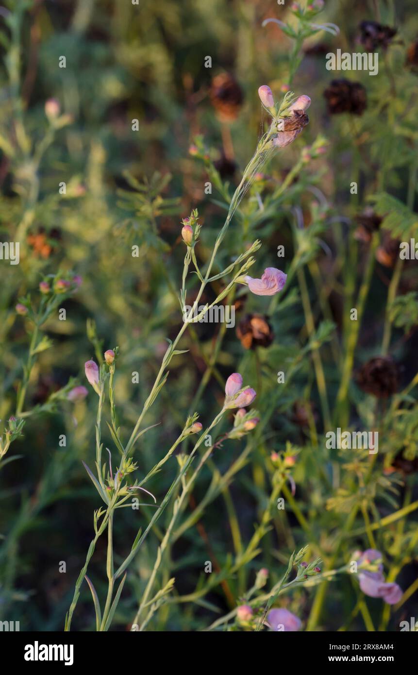 Prairie False Foxglove, Agalinis heterophylla Stock Photo - Alamy