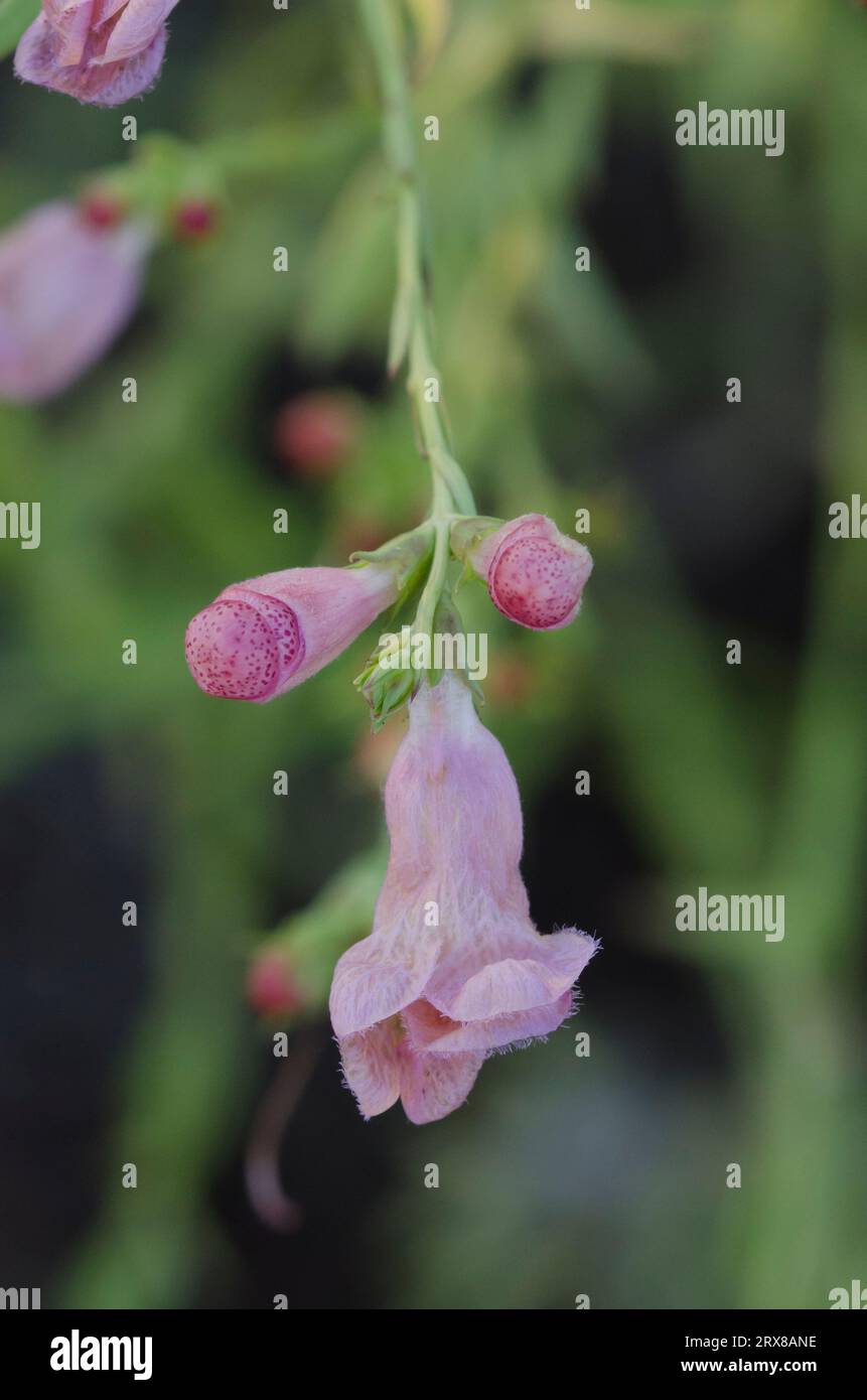 Prairie False Foxglove, Agalinis heterophylla Stock Photo - Alamy
