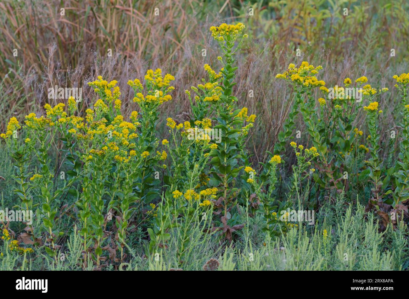 Goldenrod blooms hi-res stock photography and images - Alamy