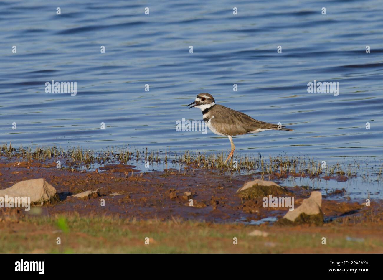 Killdeer charadrius vociferus calling hi-res stock photography and ...