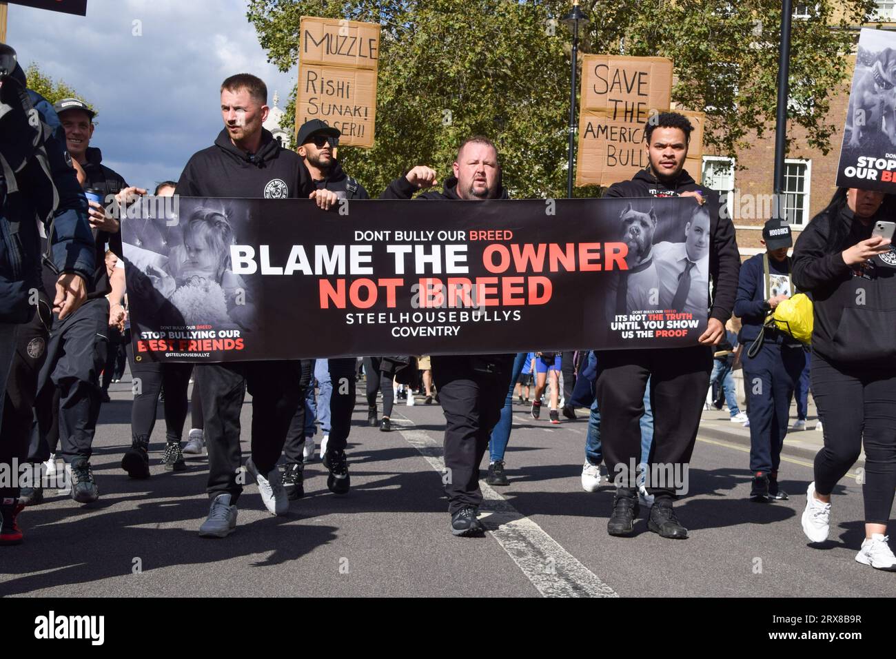 American bully xl ban hi-res stock photography and images - Alamy