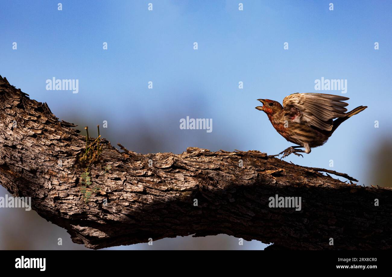 Aggessive behavior hi-res stock photography and images - Alamy