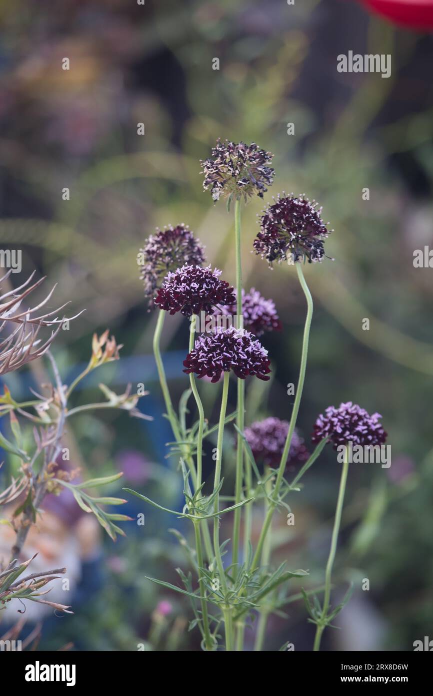 Pincushion Flower Scabiosa atropurpurea black growing in a California ...