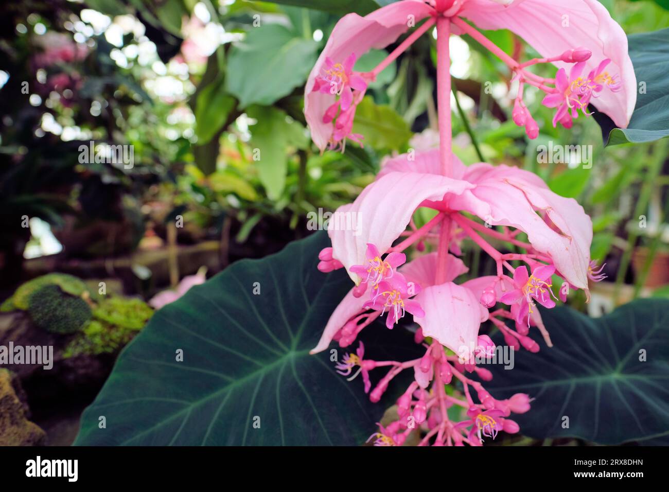 Medinilla magnifica, showy medinilla, pink lantern, rose grape ...