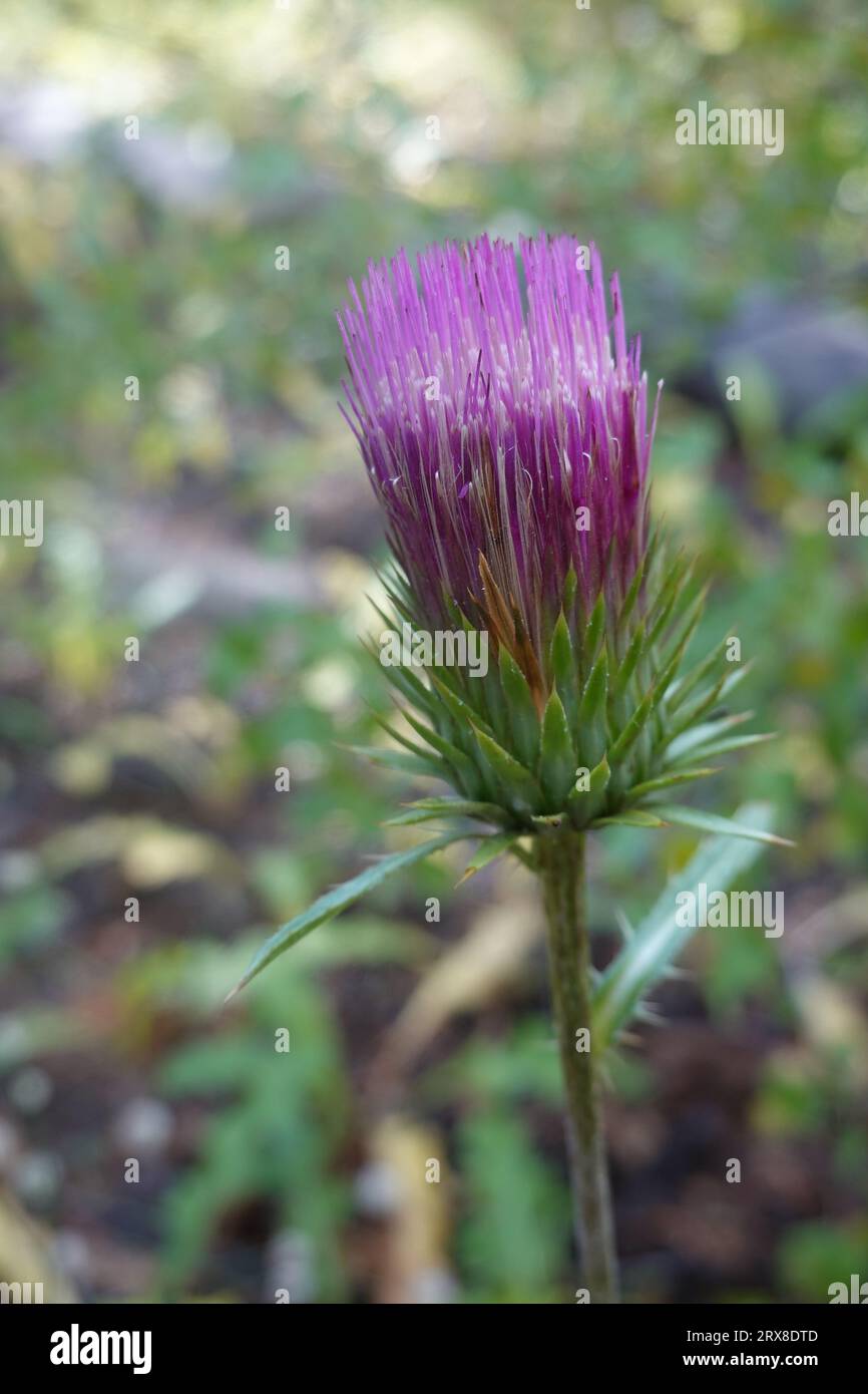 Cirsium andersonii a thistle also known by the common names Anderson's ...