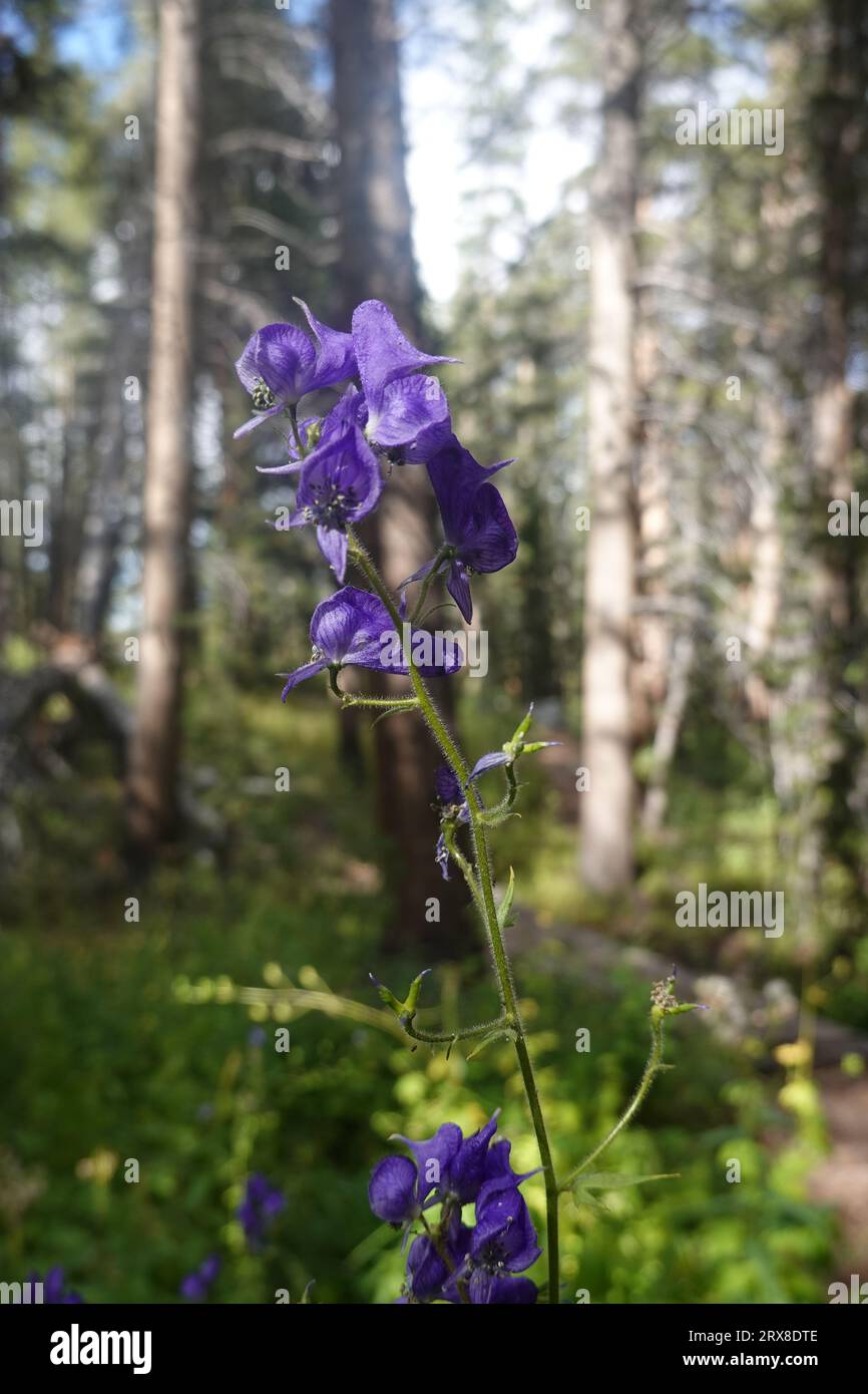 Poisonous wildflowers hi-res stock photography and images - Alamy