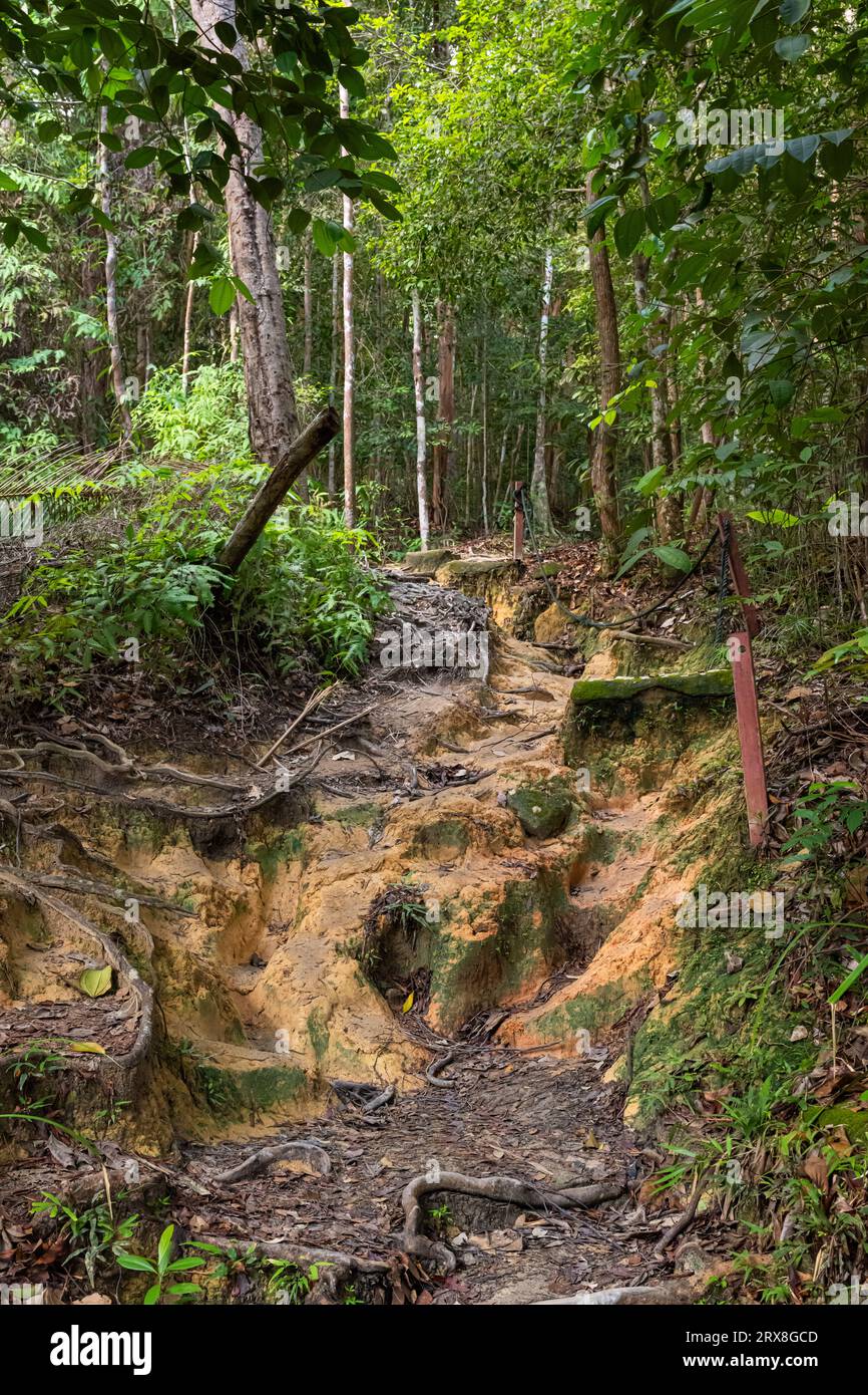 The Bukit Batu Itam Trail at Taman Negara Pulau Pinang, Malaysia Stock ...