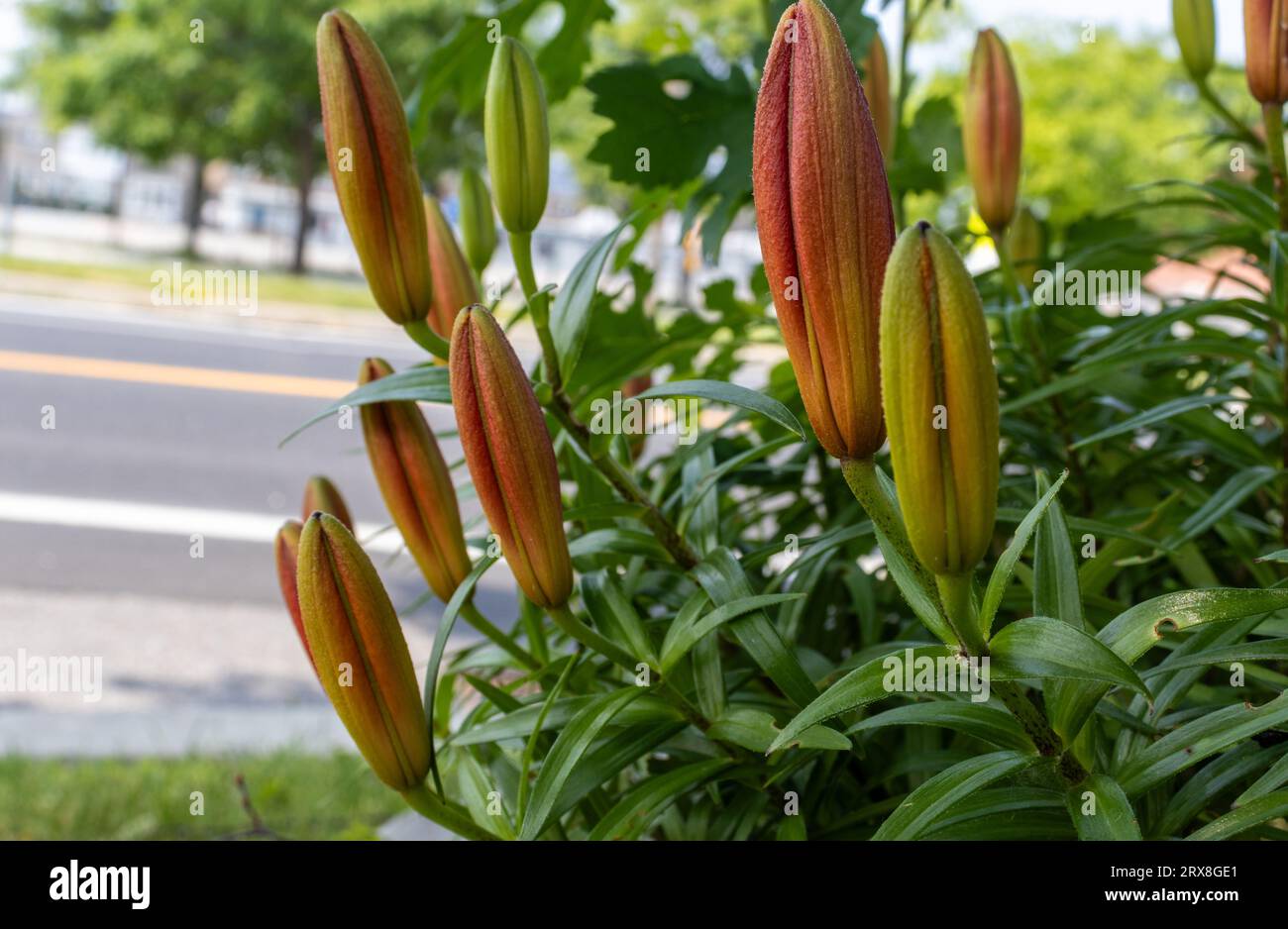 Group of orange and yellow lily buds in garden - low angle view ...
