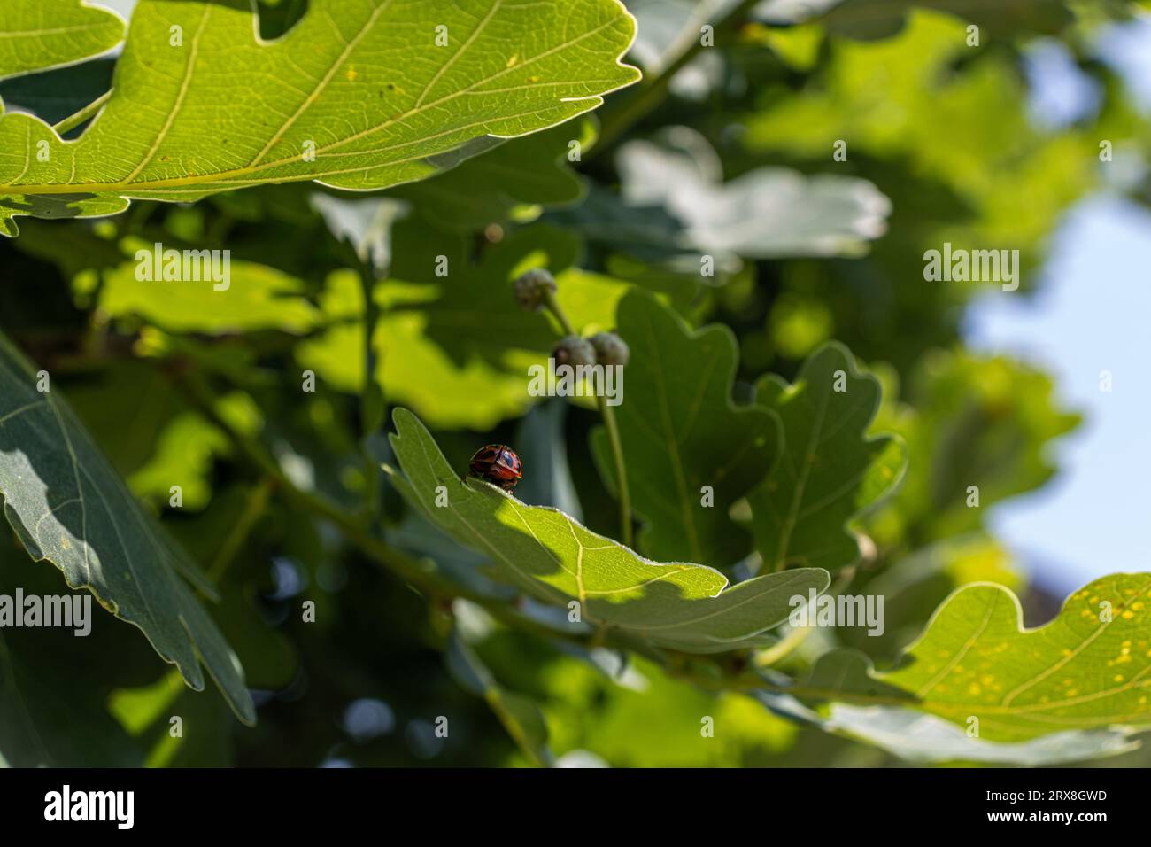 Red ladybug with black spots on light green serrated leaf - low angle ...