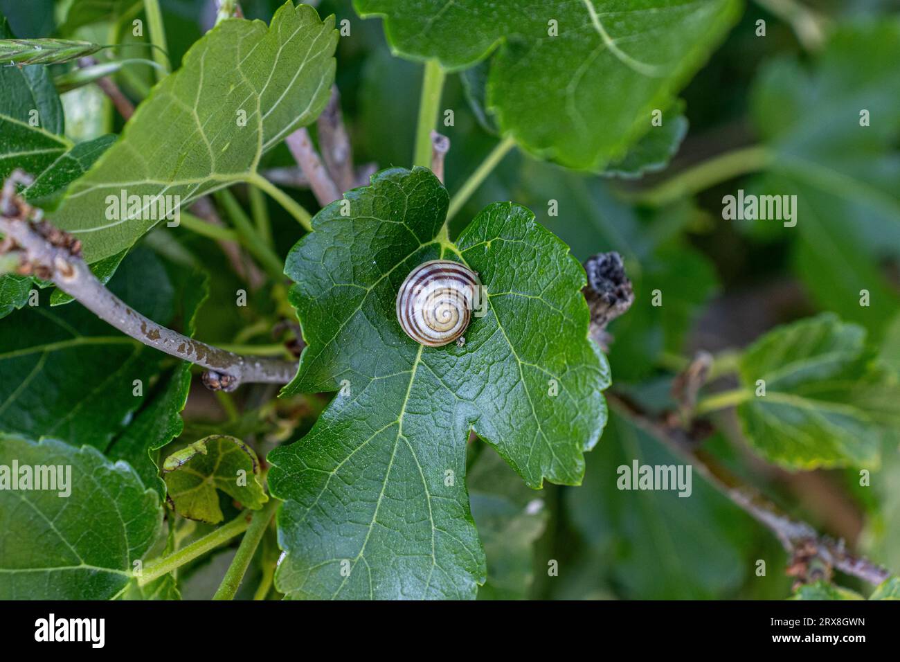 Close-up of white-striped snail on green leaf - detail of shell and ...