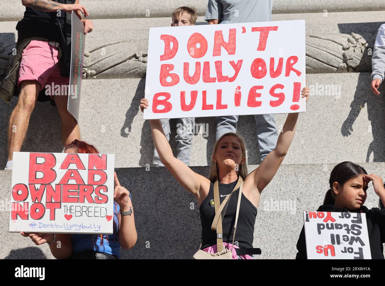 American bully xl hi-res stock photography and images - Alamy