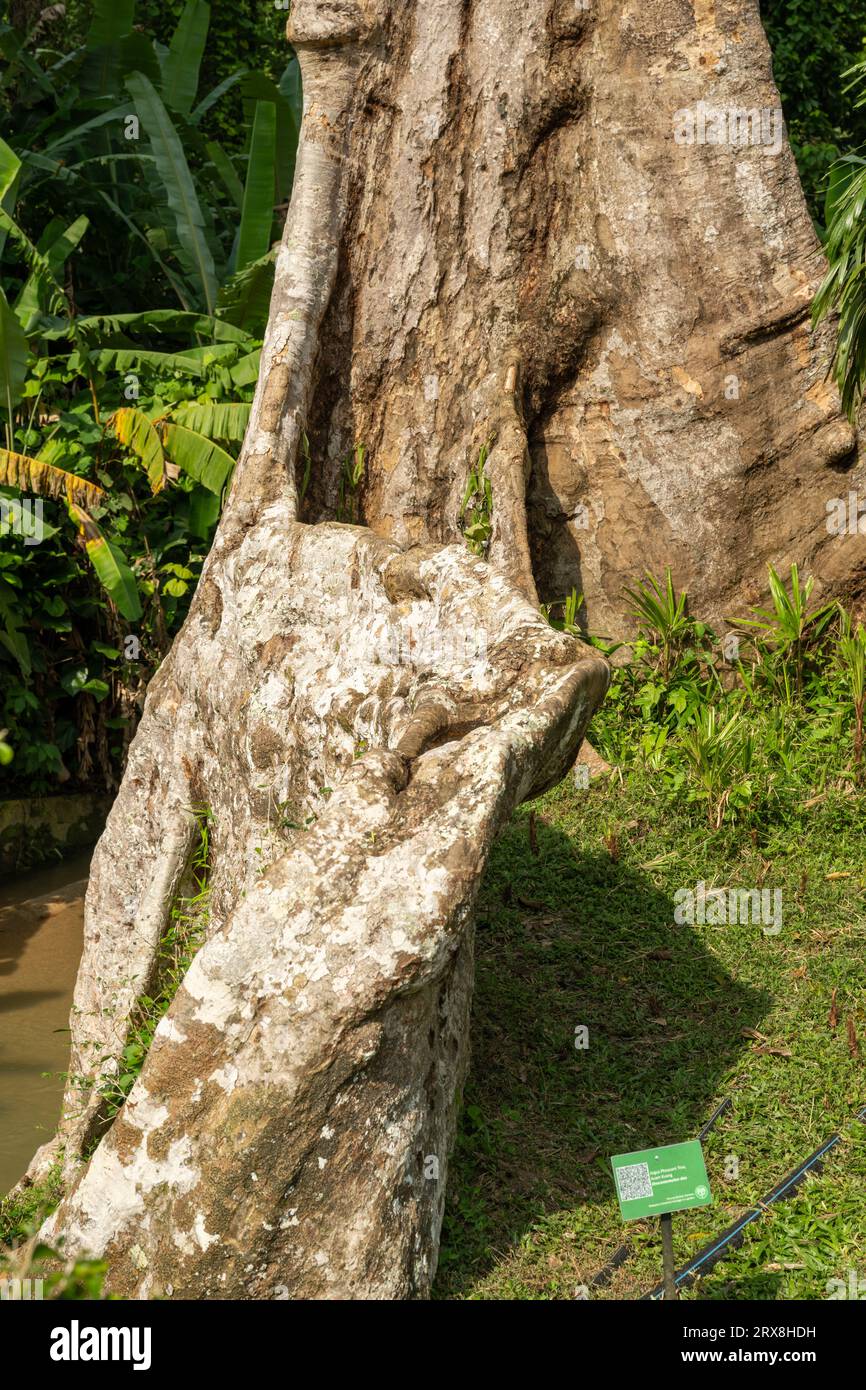 An Argus Pheasant Tree at the Penang Botanic Gardens, Pulau Pinang ...