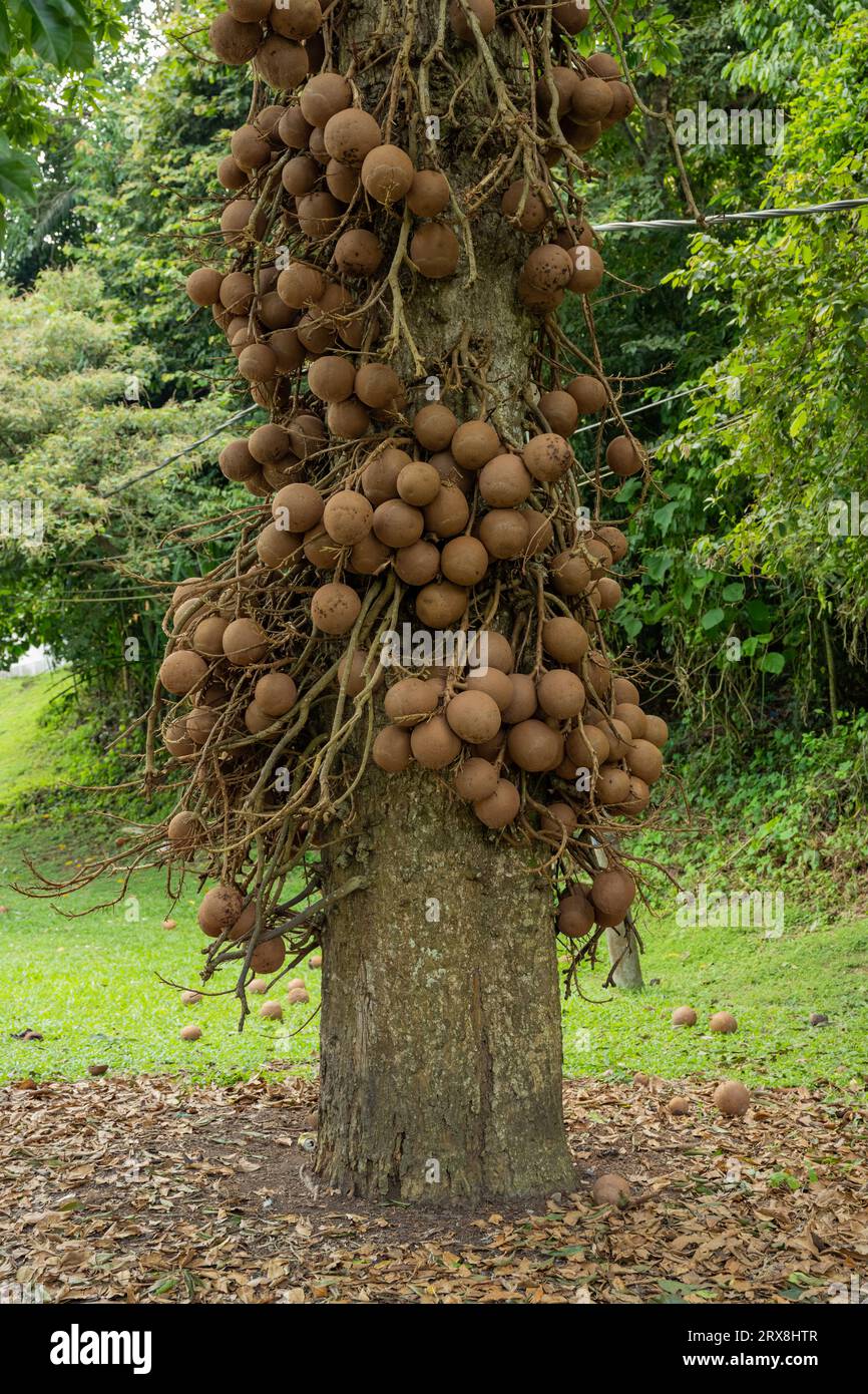 A Cannonball Tree at the Penang Botanic Gardens, Pulau Pinang, Malaysia ...