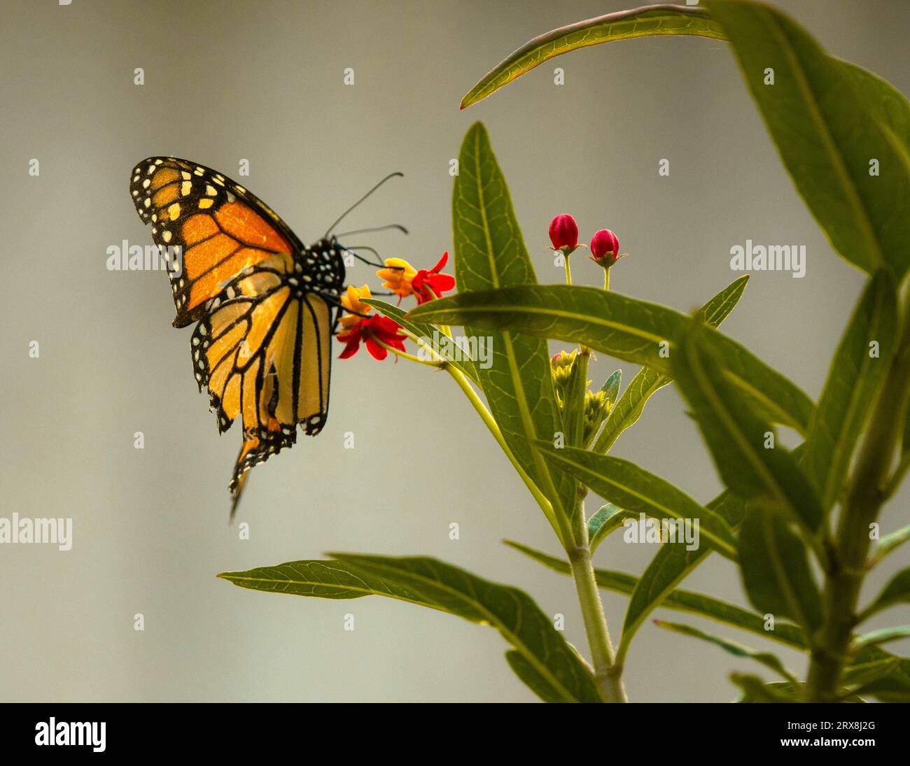 Monarch butterfly on wildflowers hi-res stock photography and images ...