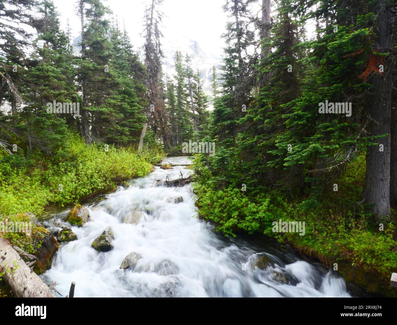 A forrest stream Stock Photo - Alamy