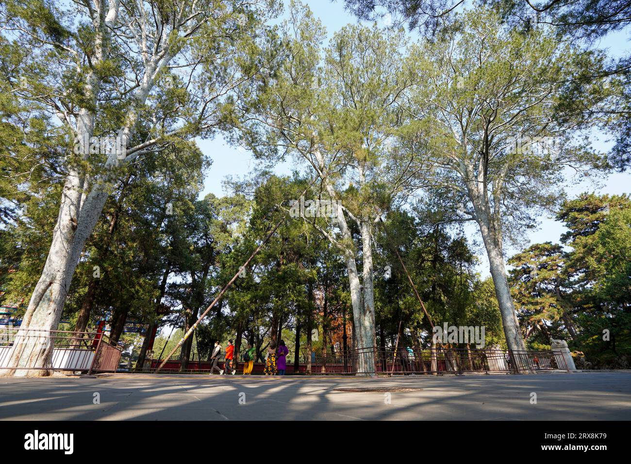 Ancient pine trees in Songtang, Xumi Lingjing Scenic Spot, Summer ...