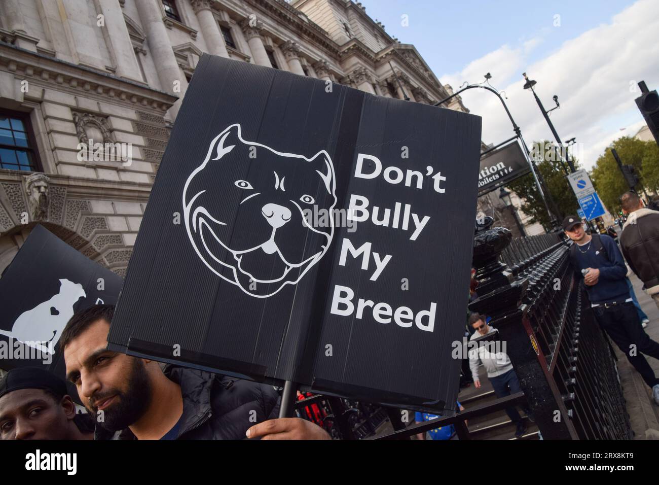 American bully xl hi-res stock photography and images - Alamy