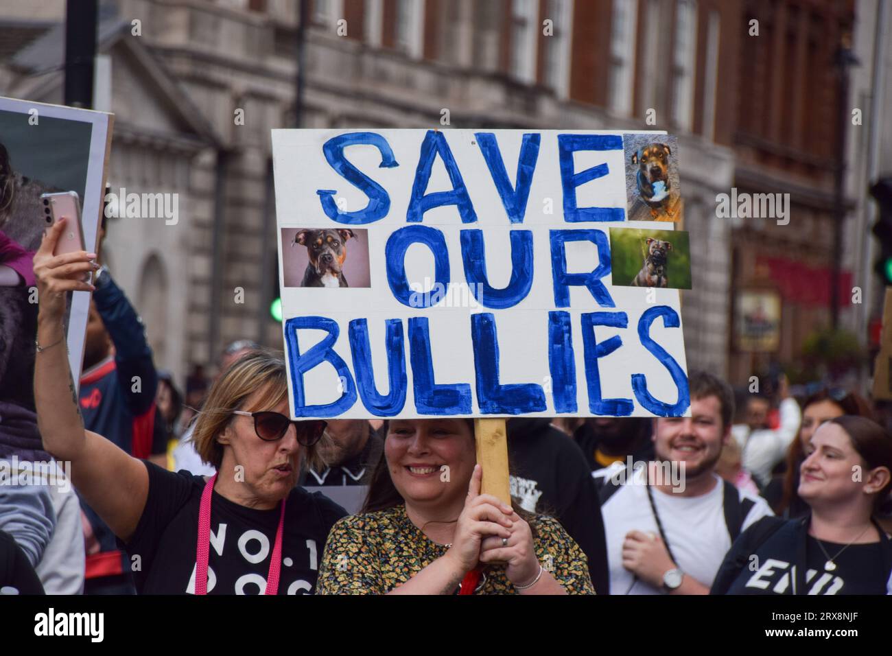 American bully xl ban hi-res stock photography and images - Alamy
