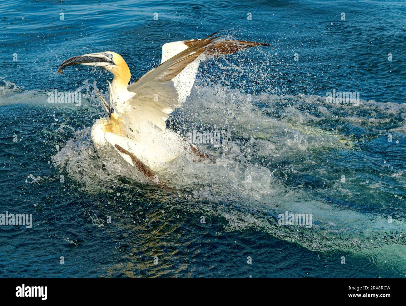 Gannets are large white birds with yellowish heads, black-tipped wings ...