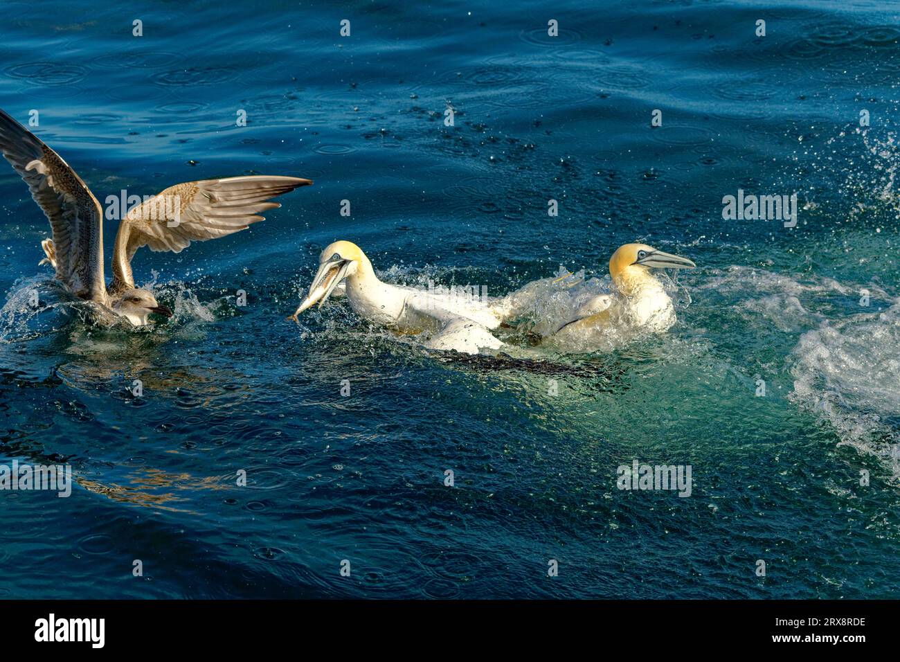 Gannets are large white birds with yellowish heads, black-tipped wings ...