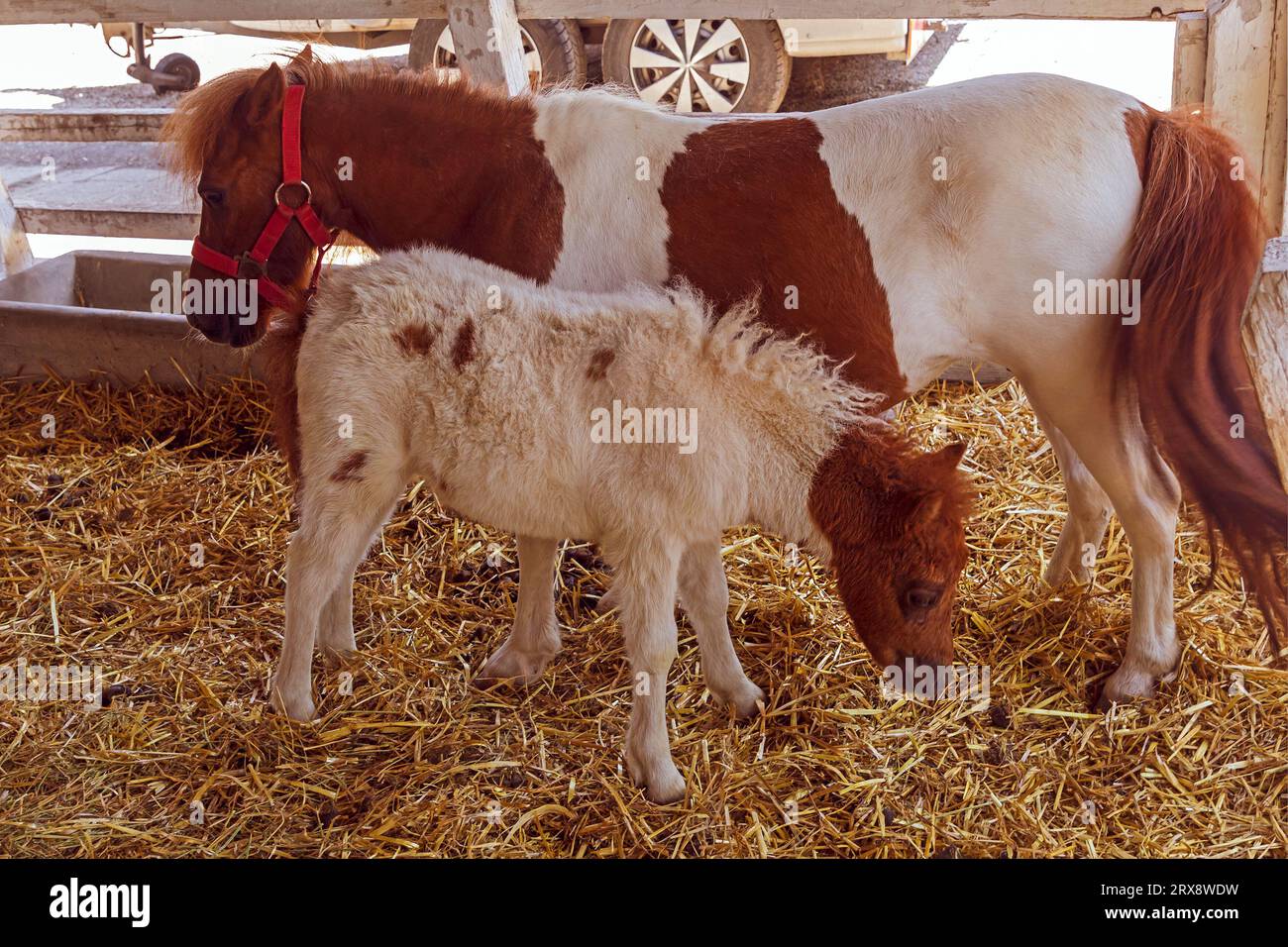 Horses inside a stable hi-res stock photography and images - Alamy