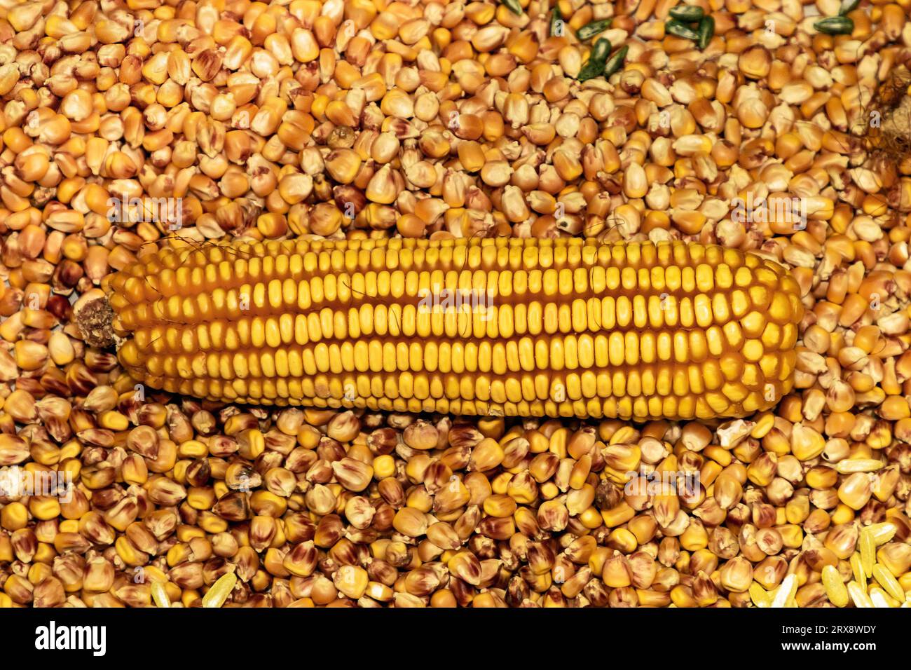 Raw organic corn clip on a large pile of kernels Stock Photo - Alamy