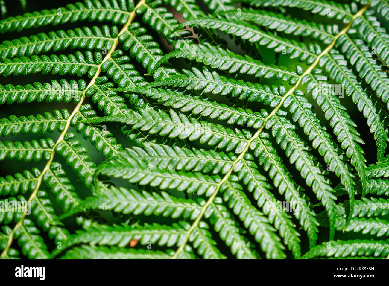 Sphaeropteris cooperi or Cyathea cooperi lacy tree fern, scaly tree ...