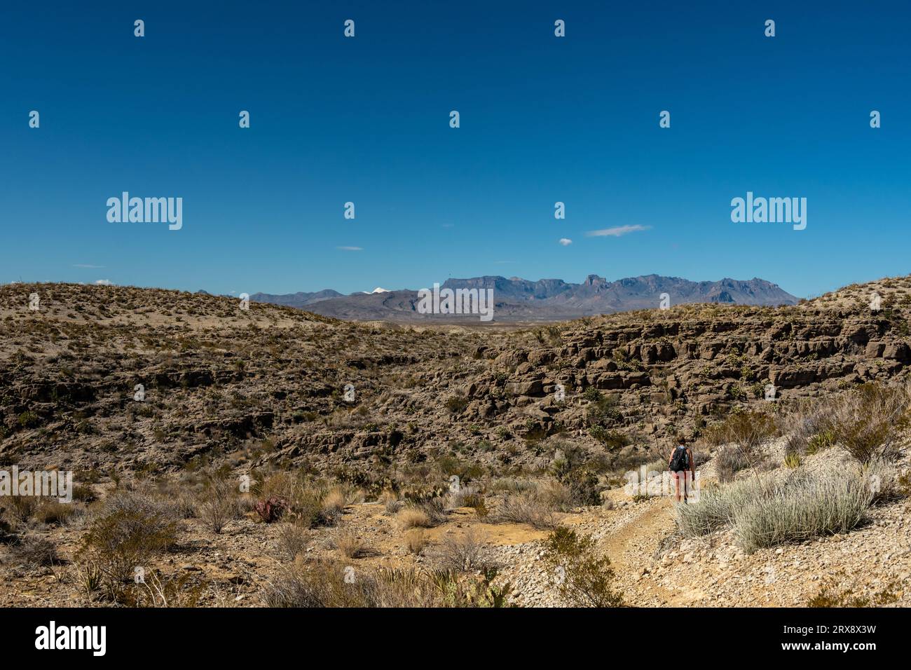 HIker Walks Along Hot Spring Trail In Big Bend National Park Stock ...