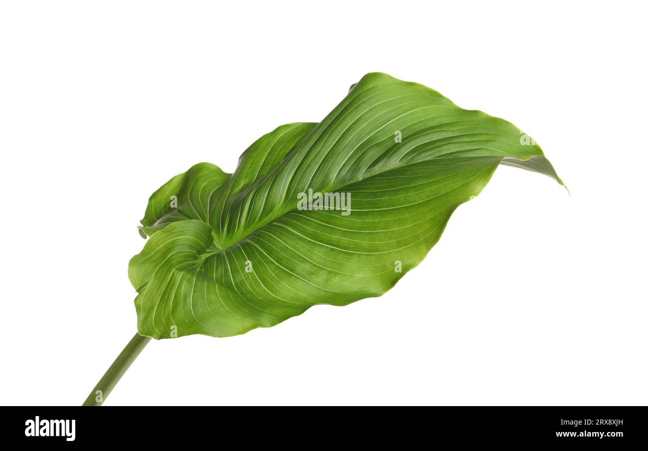 Beautiful green calla lily leaf on white background Stock Photo - Alamy